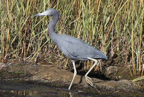 Little Blue Heron Facts Pictures Distribution Behavior Pictures