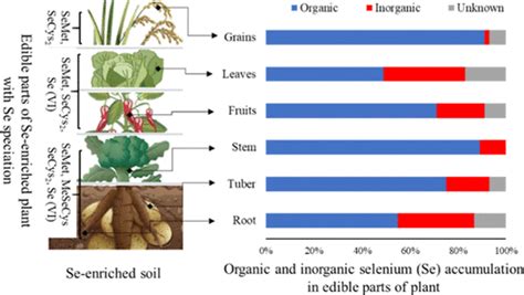 Characterization Of Selenium Speciation In Se Enriched Crops Crop