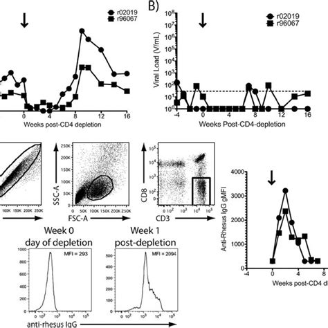 Kinetics Of Siv Specific Cd4 ϩ T Cell Responses Viral Load And
