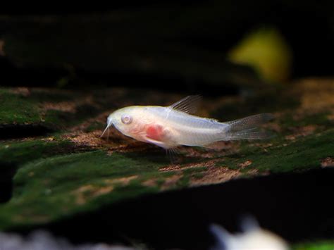 Albino Pygmy Corydoras Corydoras Pygmaeus Albino Tank Bred