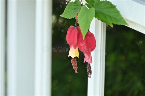 Trailing Abutilon Callianthe Megapotamica Flowers Stock Image
