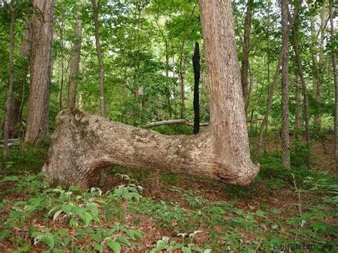 Is This A Marker Tree I Stumbled Upon This On A Local Hiking Trail