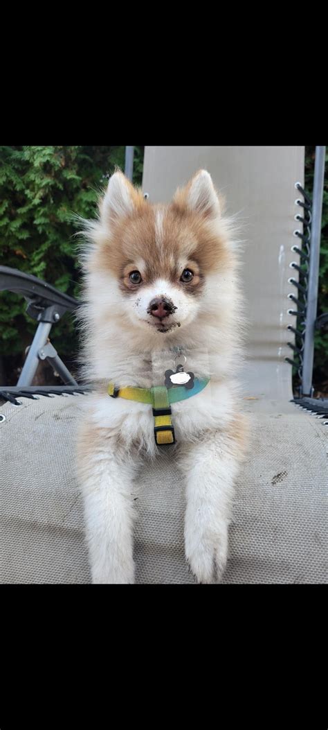 Certainly Had Not Been Digging Rpomsky