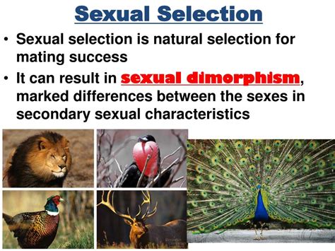 Ppt Microevolution Powerpoint Presentation Free Download Id2350337