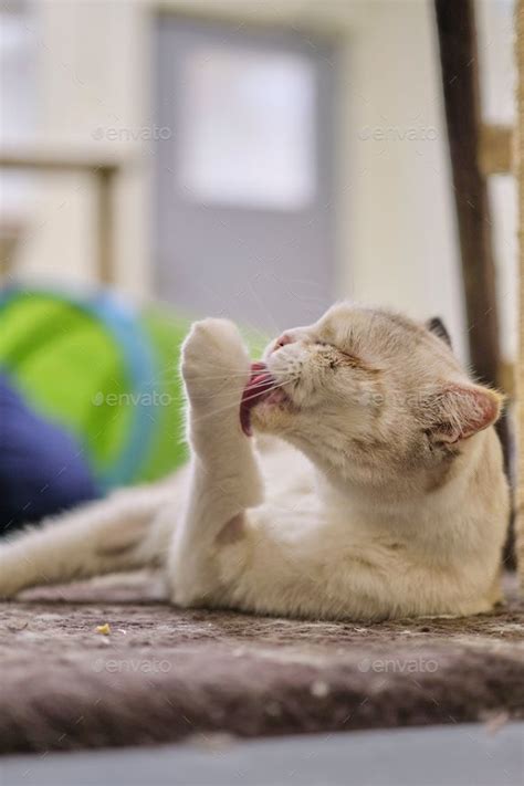 White Domestic Cat Licking Itself Stock Photo By Wirestock Photodune