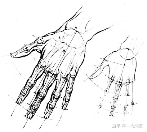 画人难画手手的比例尺寸你知道吗 知乎