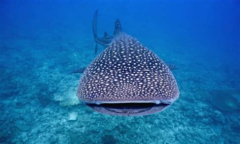 Download Majestic Whale Shark Swimming Near Coral Reef