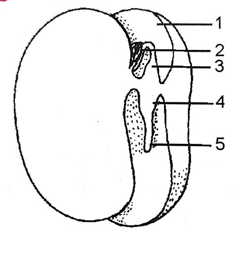 Goyal Brother Seed Structure Types And Germination ICSE Class 9 Biology