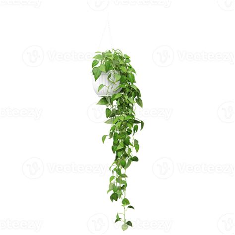 3d Representación De Colgando Dorado Potos Planta En Maceta Aislado En