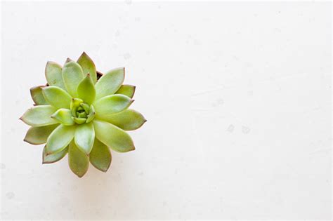 신성한 꽃의 형태로 녹색 육즙 미니어처 즙이 많은 클로즈업 흰색 밝은 회색 현대 콘크리트 배경에 서있다 텍스트의 공간을