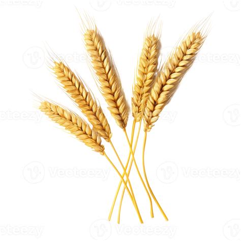 Wheat Ears Isolated 26501761 Png