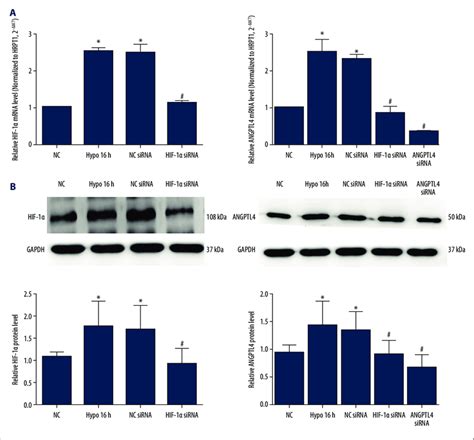 Sirna Inhibition Of Hif 1a Decreases Angptl4 Transcripts And Protein