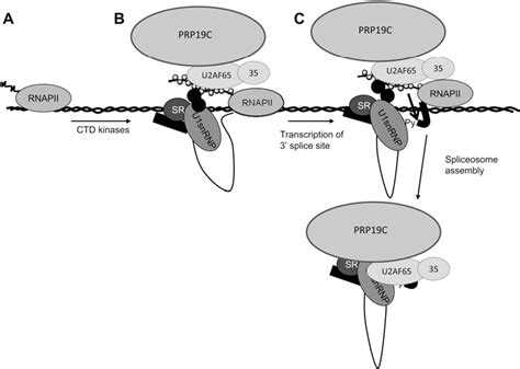 Figure 7 From The Rna Polymerase Ii C Terminal Domain Promotes Splicing