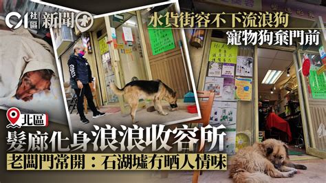 水貨街容不下流浪狗 髮廊變浪浪收容所 老闆：石湖墟冇晒人情味