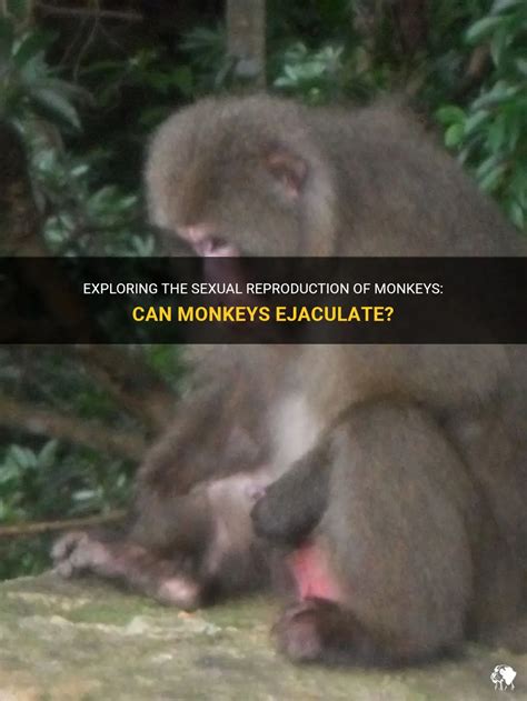 Exploring The Sexual Reproduction Of Monkeys Can Monkeys Ejaculate PetShun