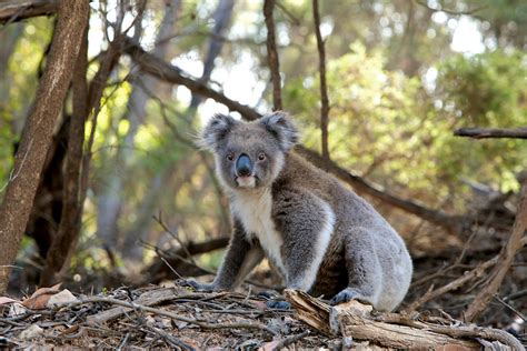 O Coala Está Extinto Qual O Status de Preservação Desse Animal