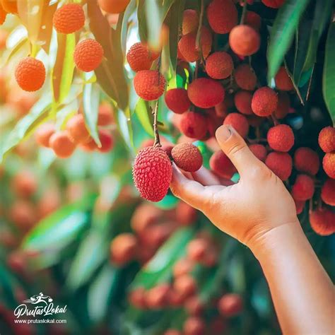 Lychee Mga Nakakabilib Na Benepisyo Sa Kalusugan Alamin