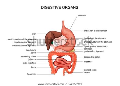 Vector Illustration Digestive Organs Anatomy Gaster Stock Vector Royalty Free 1362355997