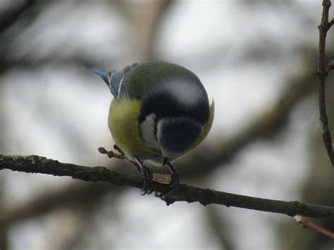 Eurasian Blue Tit From Центральный р н Воронеж Воронежская обл