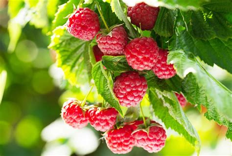 Rubus Idaeus ‘raspberry Shortcake® Centre De Jardin Barbe