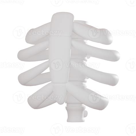 3d Render Ribcage For Anatomy And Medical Visualization Icon