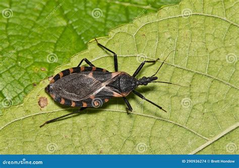 Eastern Bloodsucking Conenose Kissing Bug Triatoma Sanguisuga On A