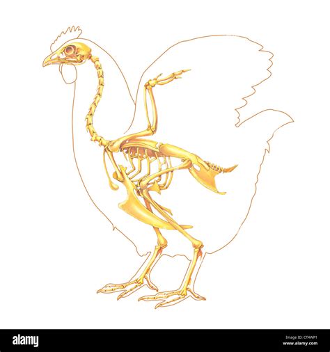 Anatomie De La Poule Banque De Photographies Et Dimages à Haute
