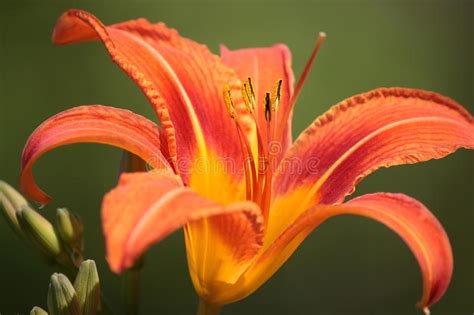 Orange Lily Stock Image Image Of Tender Orange Decoration 20346831