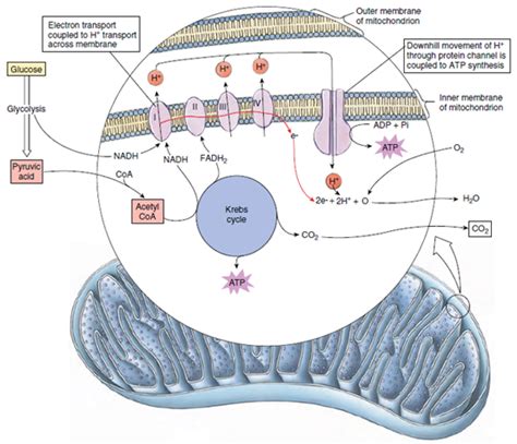 Proton Gradient Drives Atp Synthesis Stergert