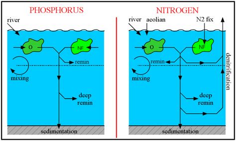 Nitrogen Phosphorus Model Worksheet Jmodels