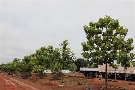 Africa Updates on Twitter RT fdnbbi La MINUSCA a décerné un
