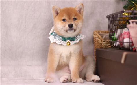 柴犬的特点和性格介绍，你了解吗？ 宠物网