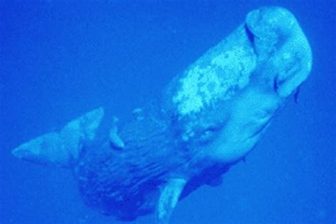 Sperm Whale Attack