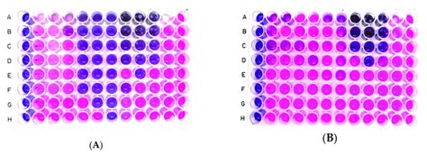 A S Aureus Atcc 6538 Mic Determination Against S Aureus Atcc 6538