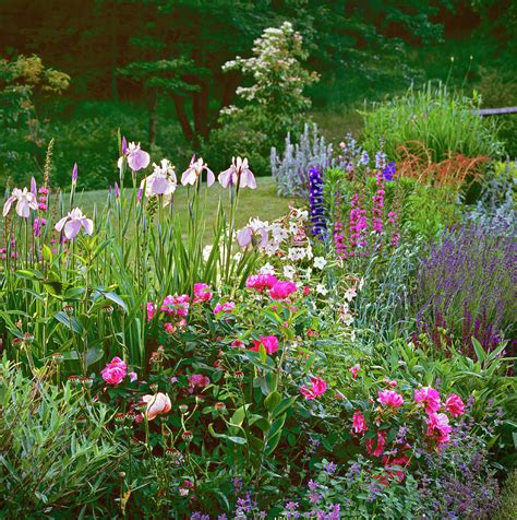 Colorful Boader Photograph By Richard Felber Fine Art America