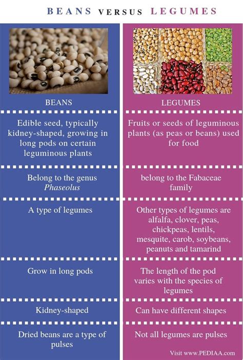 Beans Vs Legumes Understanding The Key Differences