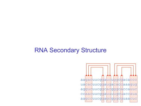 Ppt Rna Secondary Structure Powerpoint Presentation Free Download Id 1343288