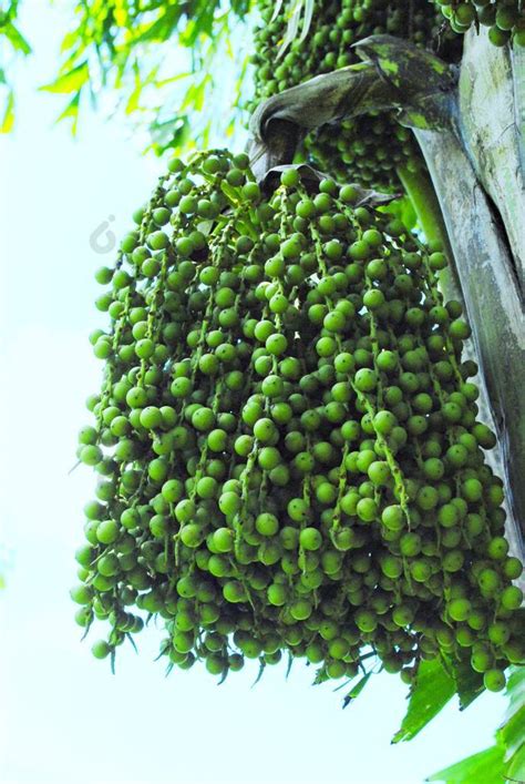 槟榔果实挂在树上 包图企业站