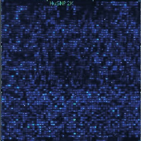 Scanned Image Of A Synthetic Oligonucleotide Microarray Grid Cells