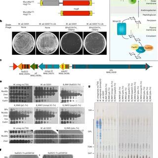 Identification Of Phage Resistant Transposon Insertion Mutants Of M