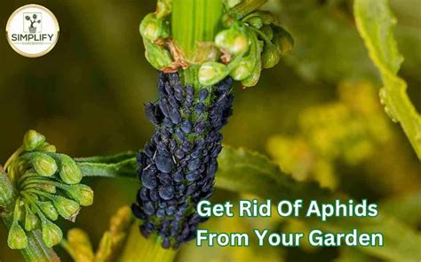 How To Get Rid Of Aphids From Your Garden Plants Simplify Gardening