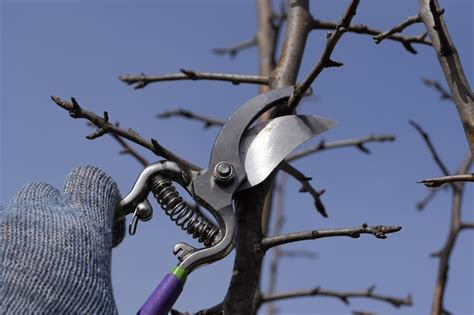 Premium Photo Close Up Of Cropped Hand Pruning Branch