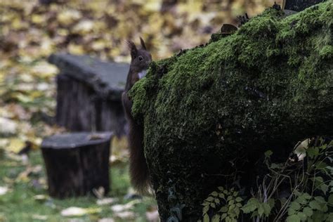 Mist Ich Glaub Er Hat Mich Doch Erwischt Foto And Bild Tiere Wildlife