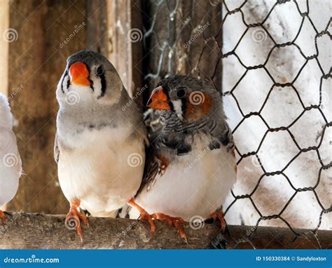 Zebra Finches Male And Female