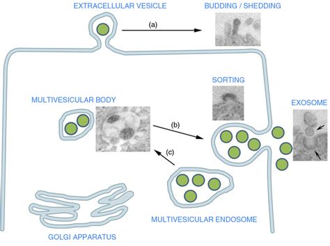 Extracellular Vesicle Ev Origin Ev May Originate From The Endosomal