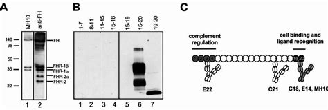 Characterization Of Fh Binding Mabs Download Scientific Diagram