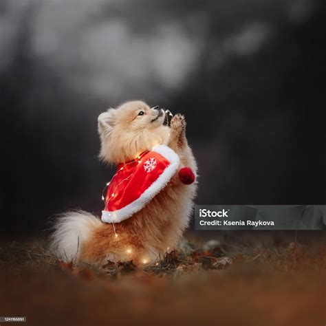 빨간 크리스마스 케이프에서 야외에서 구걸 하는 Pomeranian 스피츠 개 가축에 대한 스톡 사진 및 기타 이미지 가축