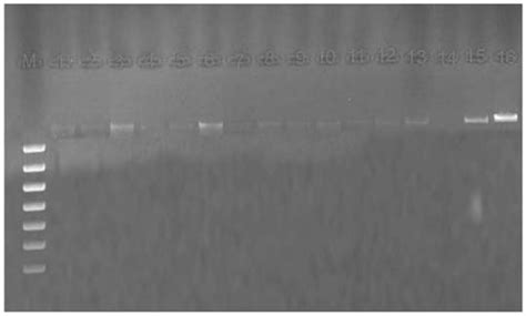 Method For Detecting Desert Cyanobacteria Microcystin By Using Mcye Gene Eureka Patsnap