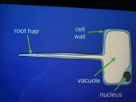 7 Plant Cell Specialisation Flashcards Quizlet