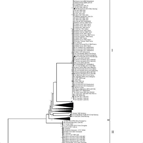 maximum likelihood phylogenetic tree based on single nucleotide